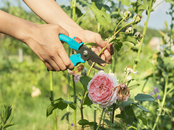 Scopri Come Potare le Rose | Giardinaggio Roma